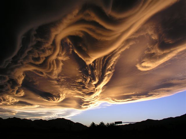New: Undulatus asperatus