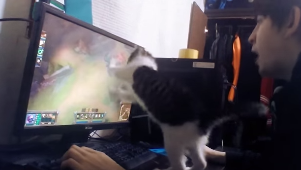 Gamer kitten defeats League of Legends play
